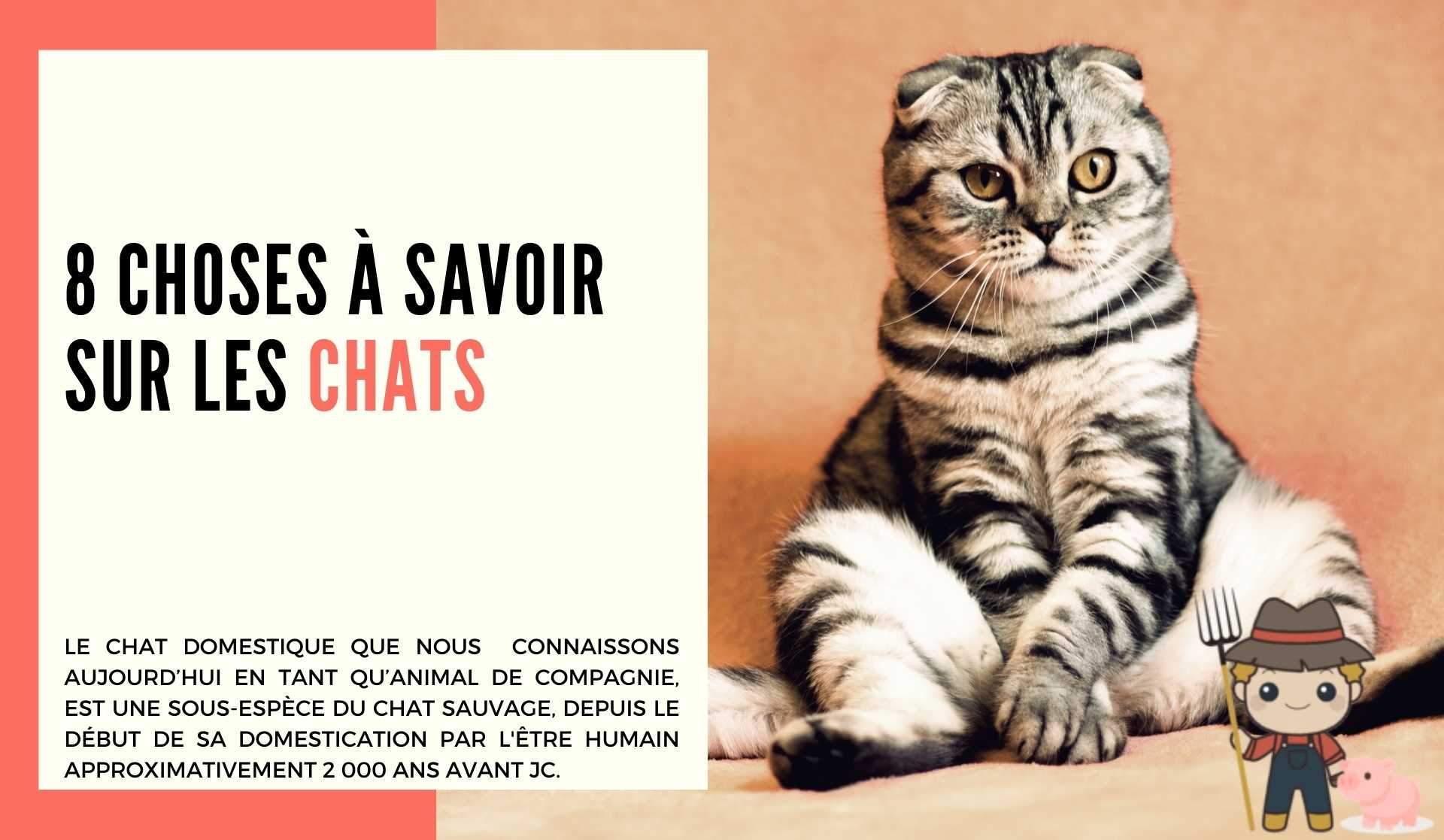 8 Choses à savoir sur les chats | Le Petit Fermier