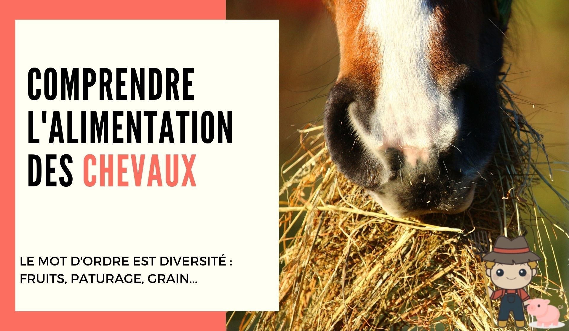 L'alimentation du cheval | Le Petit Fermier