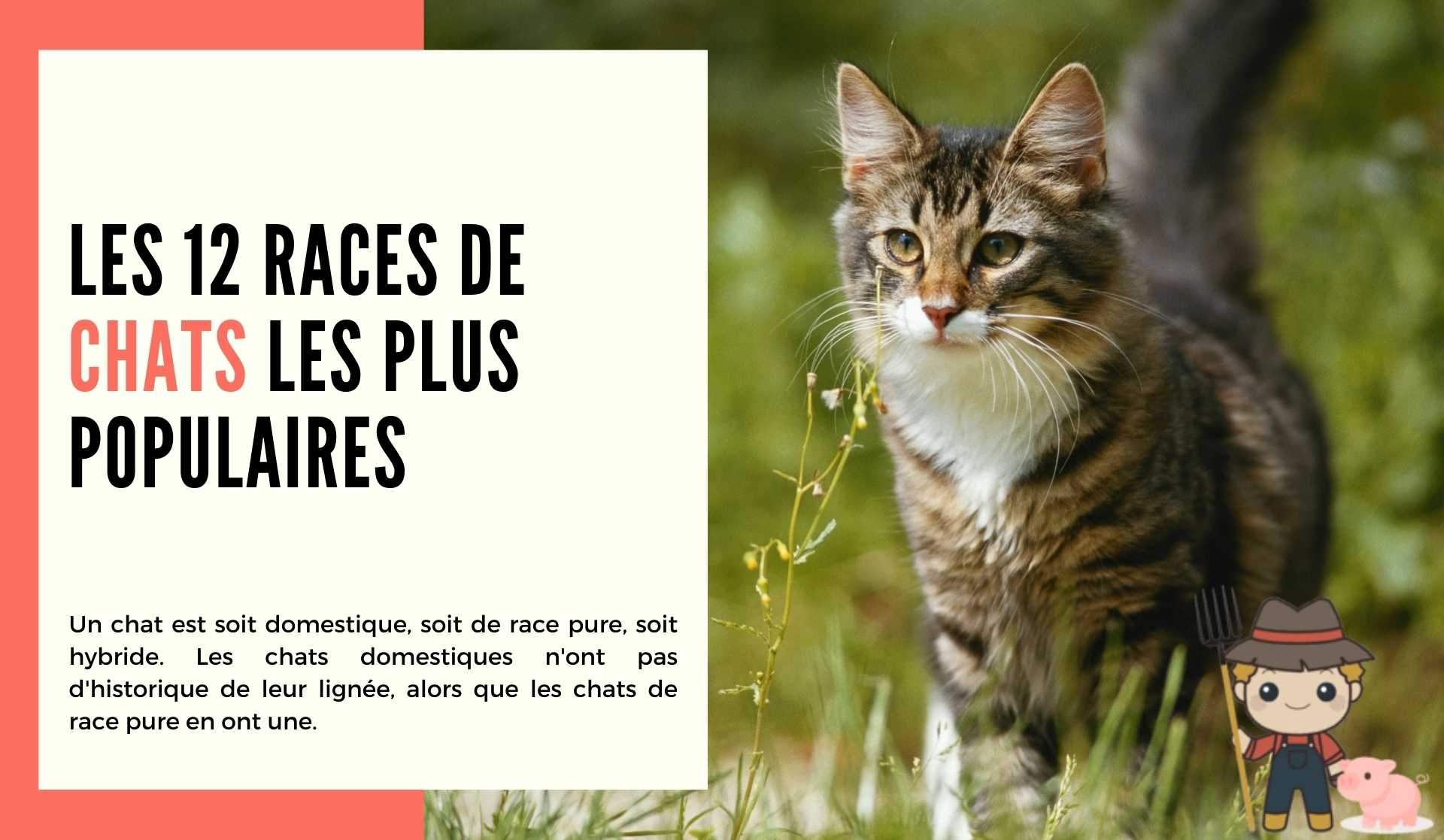 Les 12 races de chats les plus populaires | Le Petit Fermier