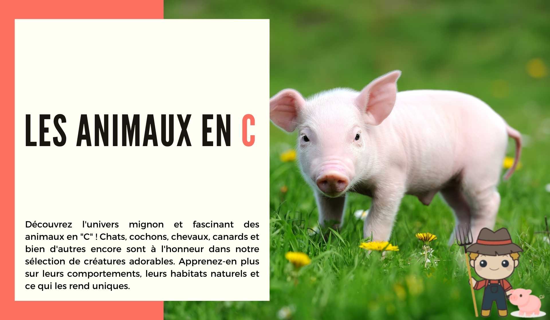Les animaux en c | Le Petit Fermier
