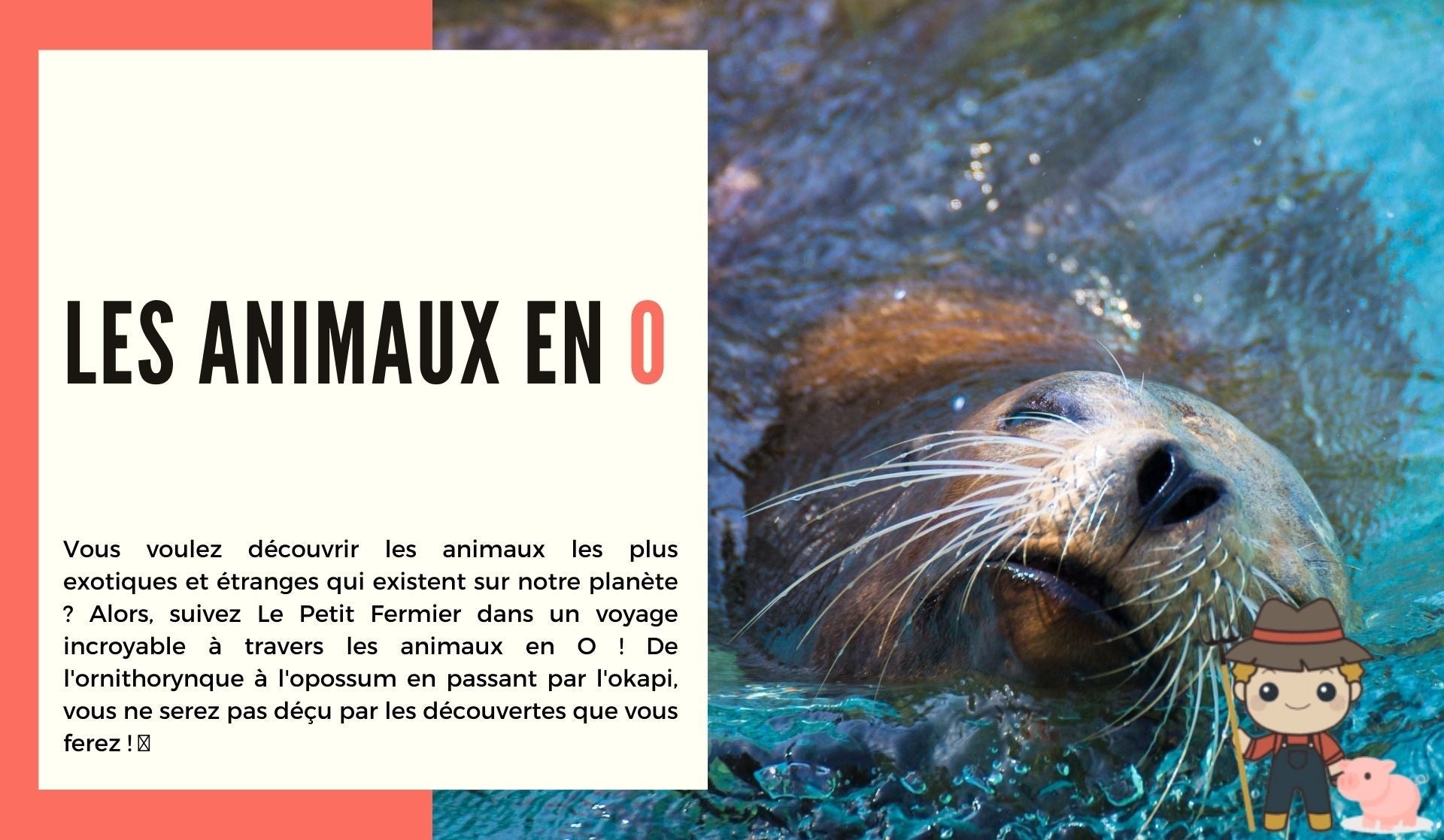 Les animaux en o – Le Petit Fermier