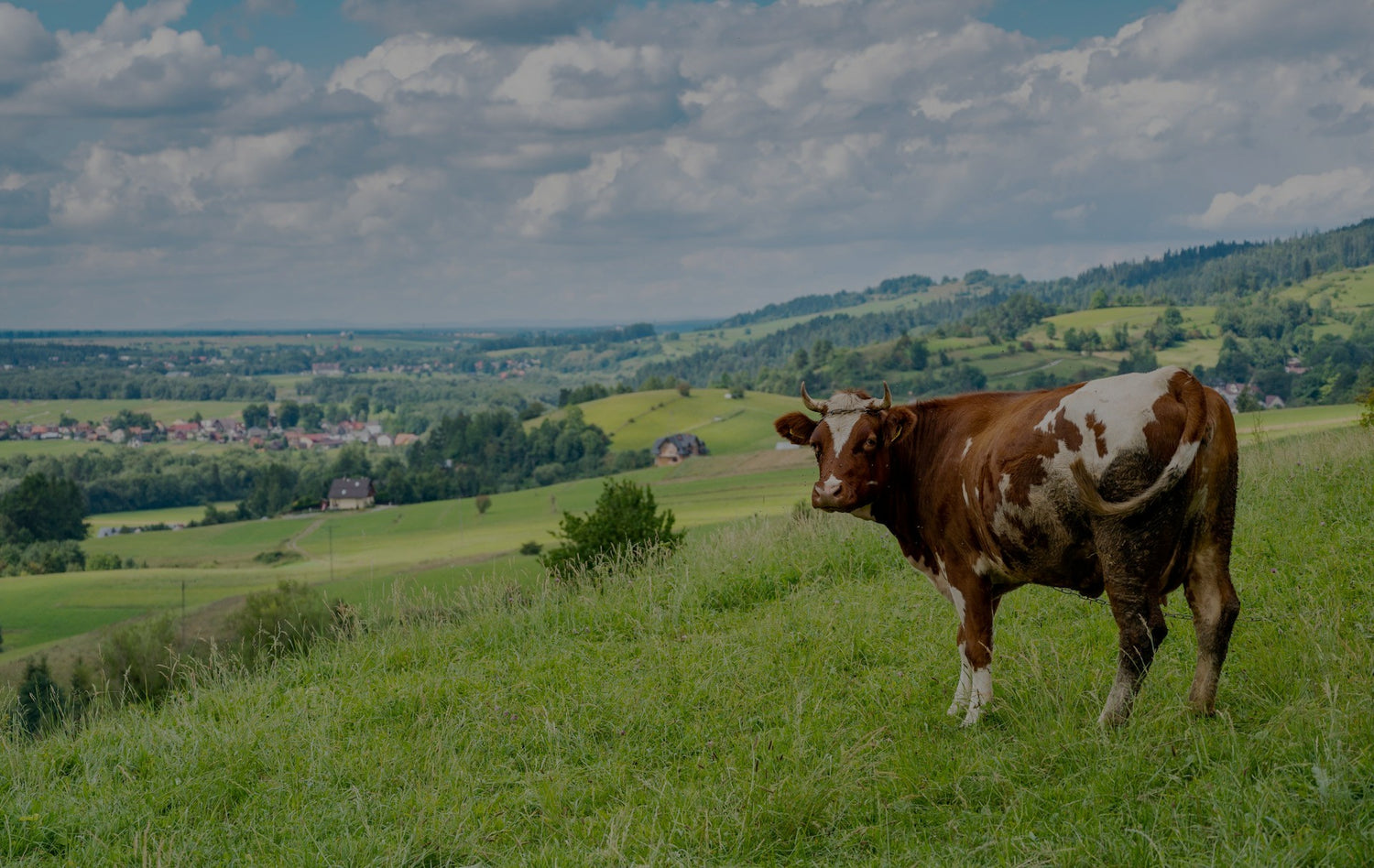 Noms et prénoms pour un âne – Le Petit Fermier